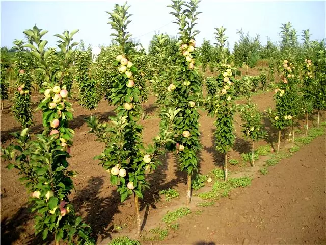 Apple Tree Medoc.