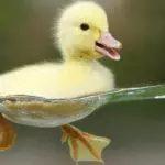 Darrrhea ducks: ọgwụgwọ n'ụlọ na ihe ị ga - enye, na - akpata ya na mgbochi 1446_2