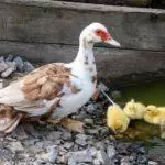 Ducks Diarre: Trajtimi në shtëpi dhe çfarë të japë, shkaqet dhe parandalimin 1446_3