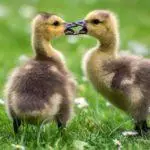 Darrrhea ducks: ọgwụgwọ n'ụlọ na ihe ị ga - enye, na - akpata ya na mgbochi 1446_6