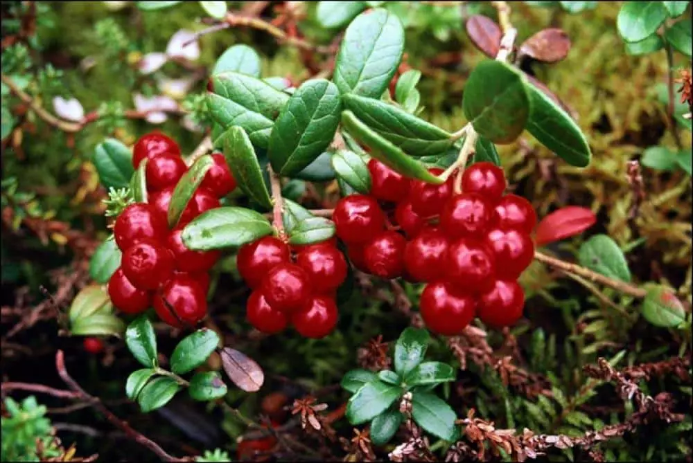 Lingonberry maduro