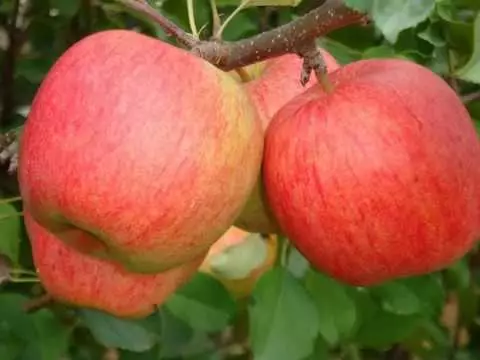 CHAMPION Apple Tree.