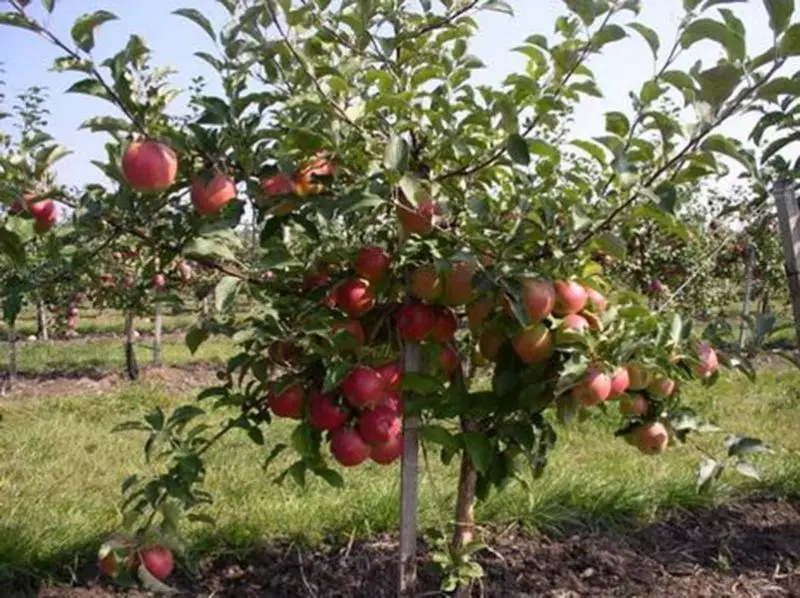 Campeão da Apple Tree.