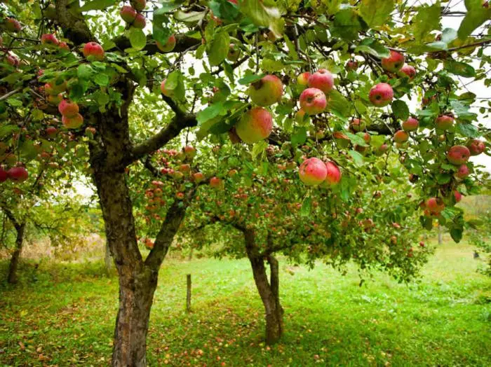 CHAMPION Apple Tree.