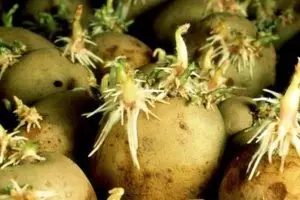 Wie man Kartoffeln herstellt, bevor Sie schneller pflanzen