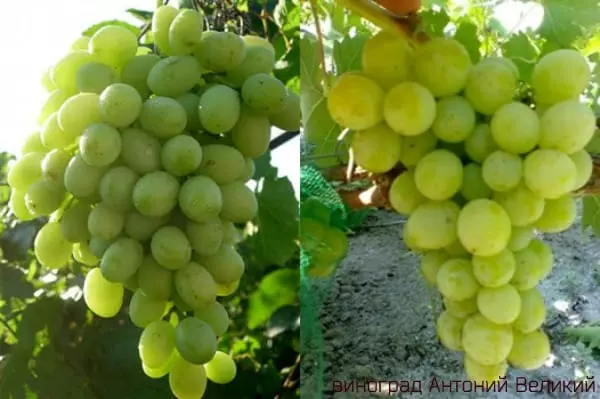 Grapes anatorly super