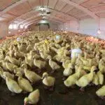 Farm Duck: Burung Burung minangka bisnis nguntungake utawa ora, bathi 1460_1