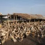Duck Farm: Bird Breeding bilang isang negosyo na kapaki-pakinabang o hindi, kakayahang kumita 1460_11
