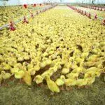 Duck Farm: Bird Breeding bilang isang negosyo na kapaki-pakinabang o hindi, kakayahang kumita 1460_12