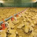 Patka farma: uzgoj ptica kao posao profitabilan ili ne, profitabilnost 1460_13