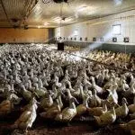 Farm Duck: Burung Burung minangka bisnis nguntungake utawa ora, bathi 1460_3