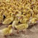 Duck Farm: Bird Breeding bilang isang negosyo na kapaki-pakinabang o hindi, kakayahang kumita 1460_6