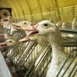 Farm Duck: Burung Burung minangka bisnis nguntungake utawa ora, bathi 1460_7