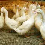 Farm Duck: Burung Burung minangka bisnis nguntungake utawa ora, bathi 1460_8