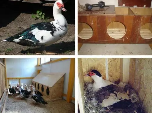 خانه برای اردک