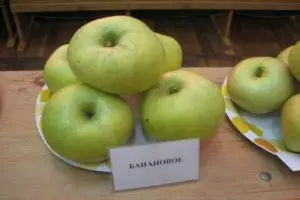 Apple Tree Sordi kirjeldus: valmimine ja vilja, kus piirkonnad kasvavad