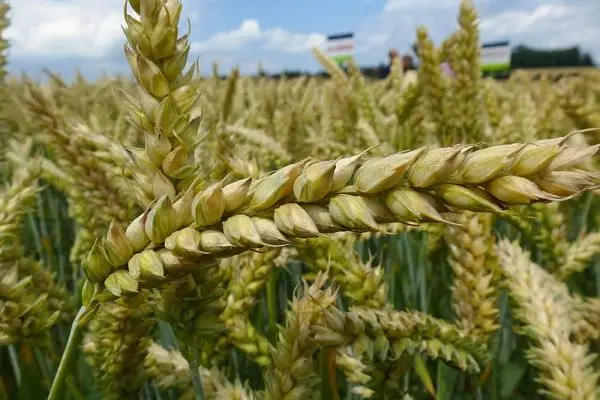 典型的な小麦