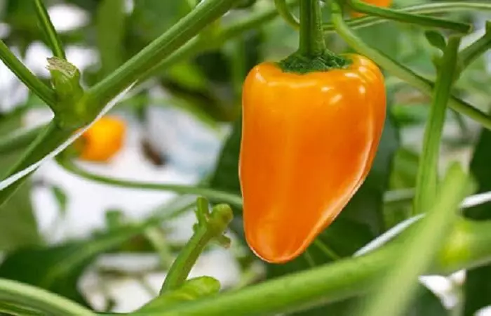 Izithelo pepper