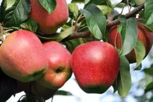 Descrição e características de árvores de maçã Gloucester Grau, pouso e regras crescentes