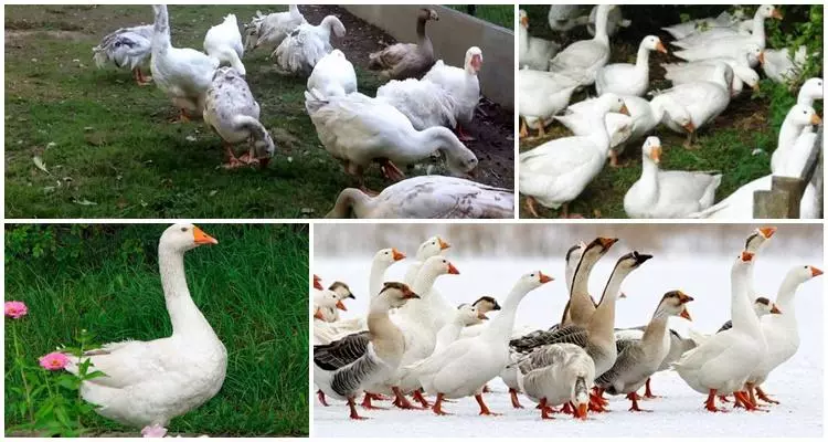 Ernähren Enten