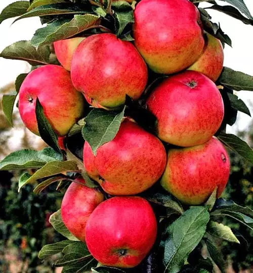 Apple Tree Colonu-Hair