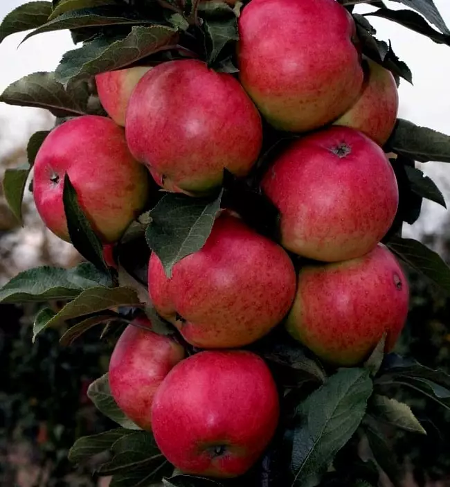 Apple Tree Colonu-Hair