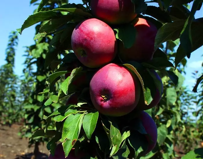 Apple Tree Colonu-ilea