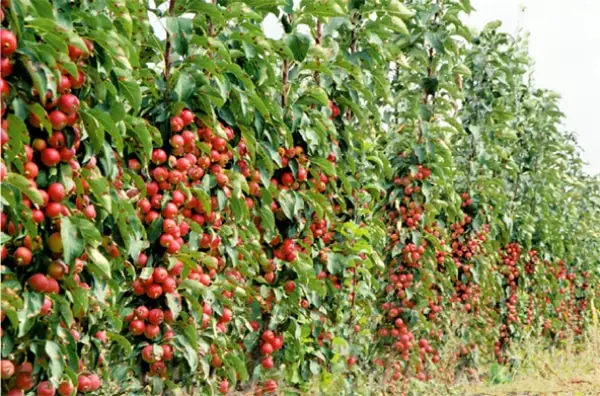 Apple Tree Colonu-Buhok