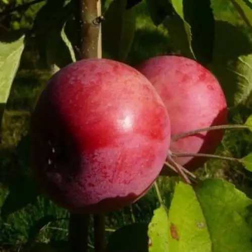 Colon'un elma ağacı