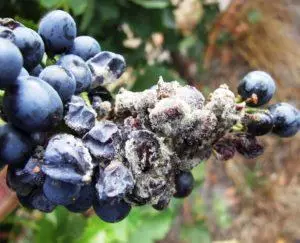 Panyakit tina blueberry blueberry sareng perlakuan, metode kontrol hama