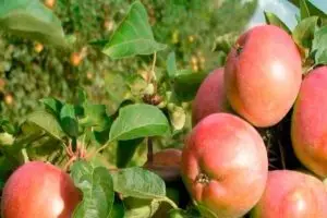 各種蘋果樹Avenairius的優缺點，冬季耐寒性和成長地區的特點