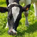 Hoe een koe te voeden vóór de echo en na thuis: Dieet 1497_4