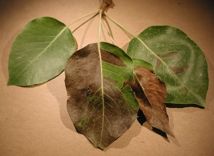 Black pear leaves