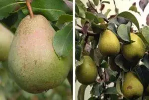 Descripciones de las 5 mejores variedades de peras enanas y su aterrizaje, cuidado y árboles de corte.