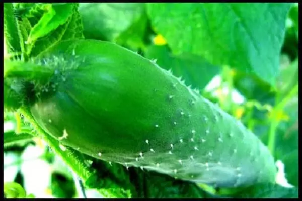 मधुर cucumbers