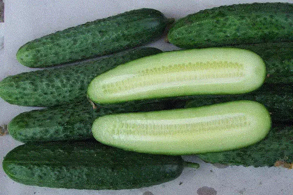 Montissa Cucumber