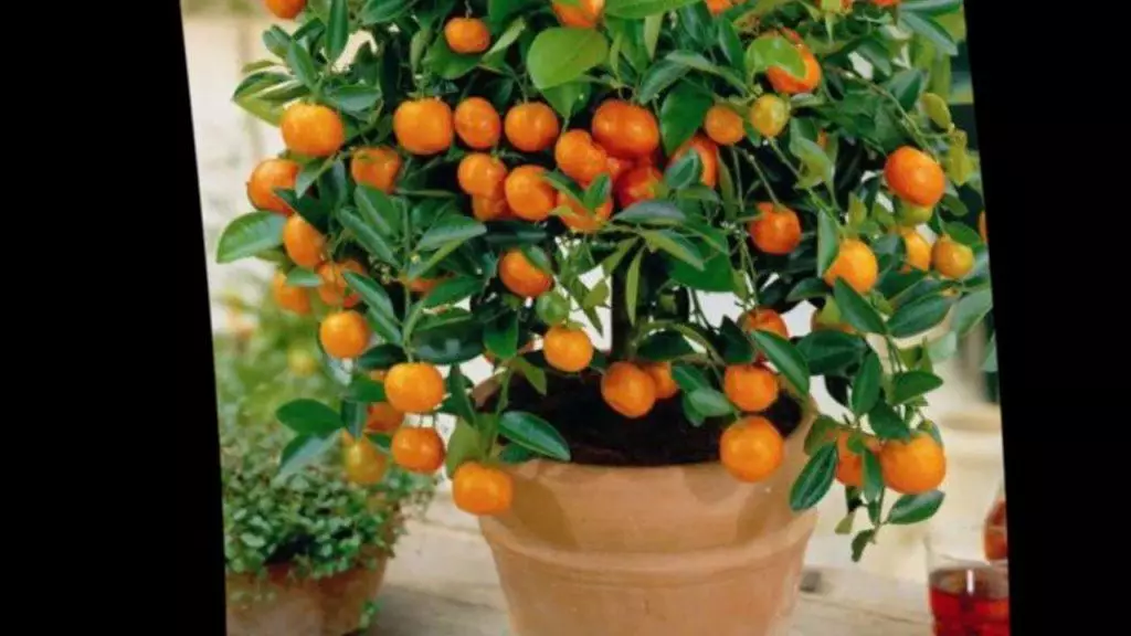 Kuinka kasvaa oranssi kotona luusta: valikoima lajikkeita, lasku ja hoito