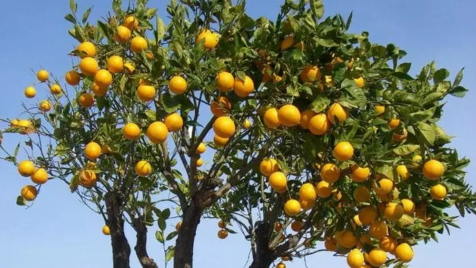 Cultivarea portocalii