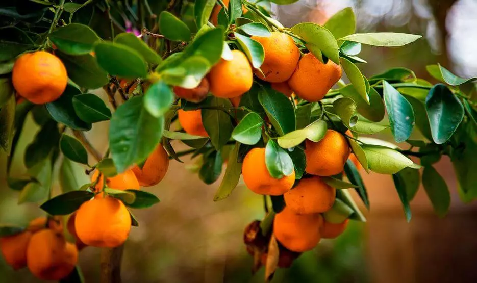 Rastúci oranžový