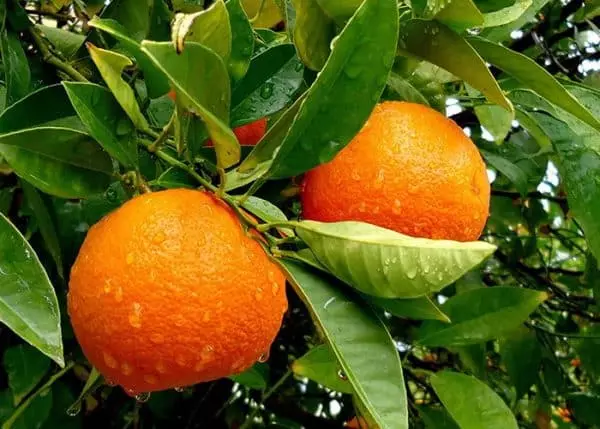 Crescente arancione