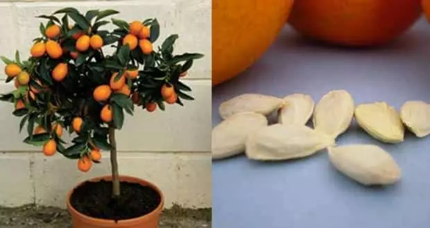 Growing oranye