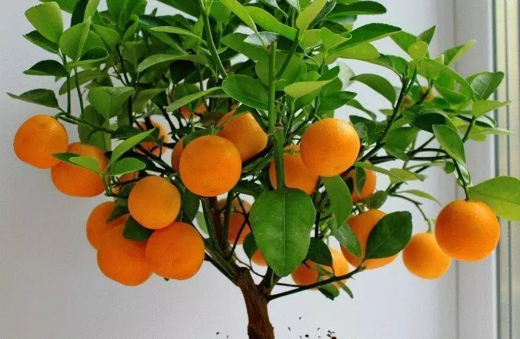 Växande apelsin