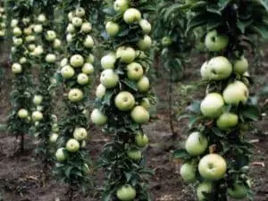 Beschrijving en kenmerken van colonum appelbomen Malyuha variëteit, landing en zorg