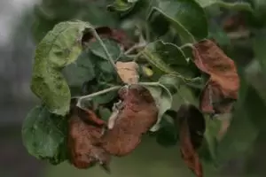 Какво да правите, ако листата имат листата в ябълката и как да се лекуват, причиняват и превенция
