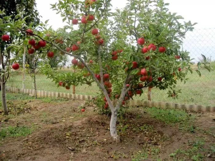 výsadba jablka