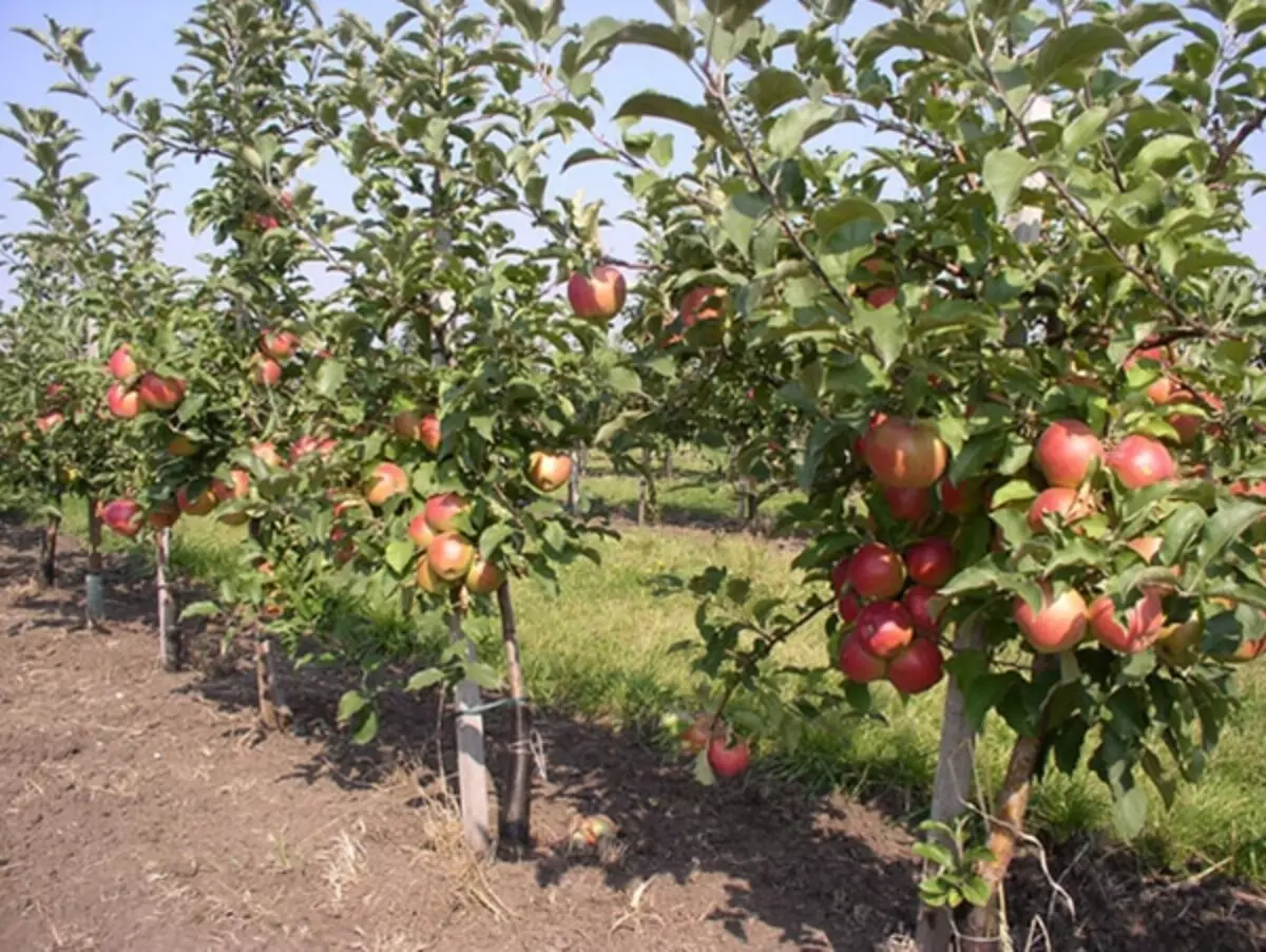 sadnju jabuke