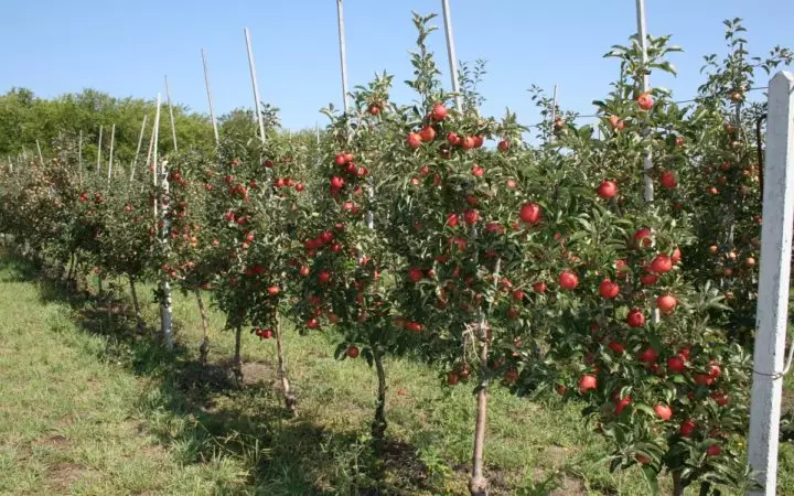 Plantarea mărului