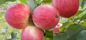 באילו אזורים עדיף לשתול עץ תפוח כיתה קינמון חדש, תיאור של פירות ותכלות מאפיינים