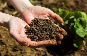 Top 10 típusú talajbogyó és funkciói, hogyan kell használni őket