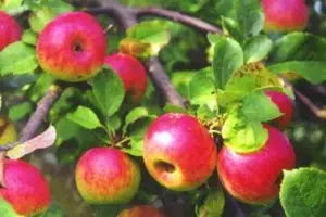 מאפיינים ותיאור של מגוון עצי תפוחים בלפלר בשקיר, אזורים גוברים וחורף